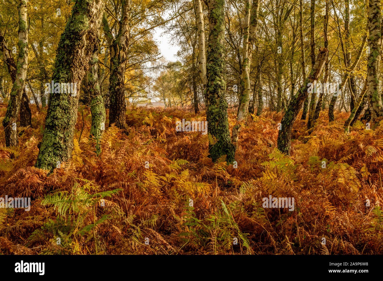Denny wood hampshire hi-res stock photography and images - Alamy
