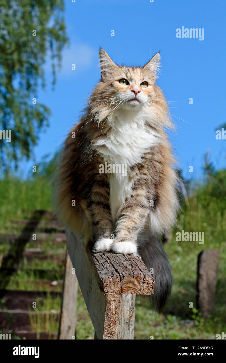 Norwegian forest cat paw hi-res stock photography and images - Alamy