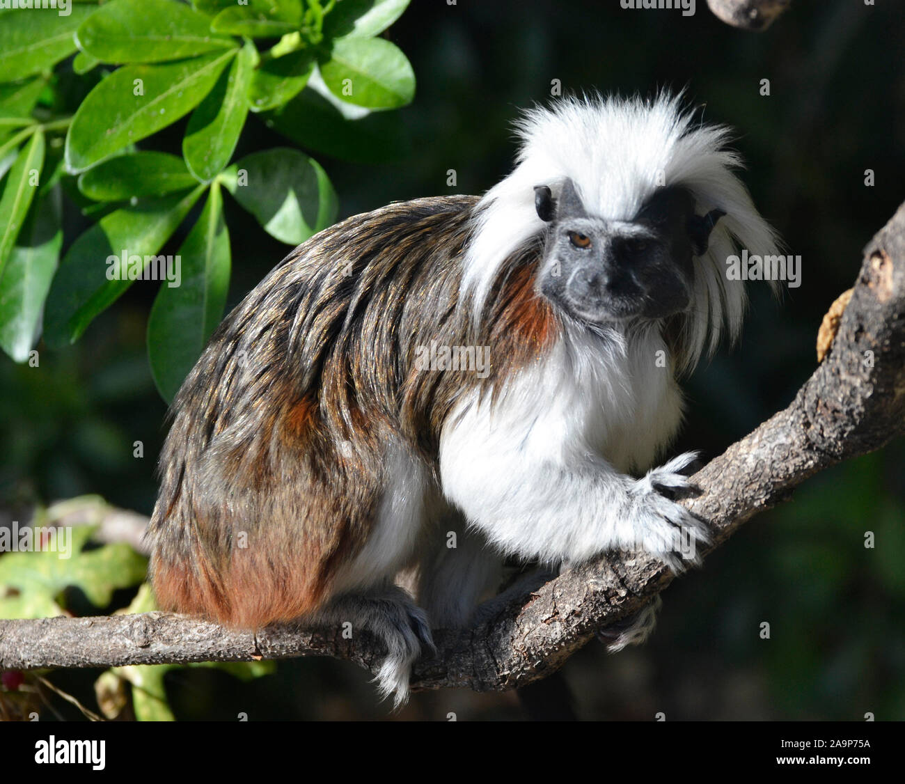 Cotton Top Tamarin High Resolution Stock Photography and Images - Alamy