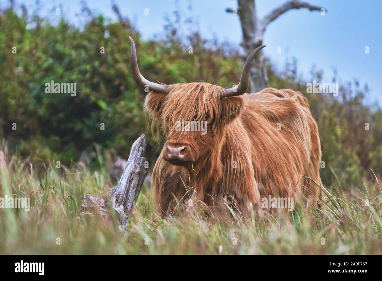 Wild brown Scottish Highland Cattle cow in the dunes of island Texel in ...