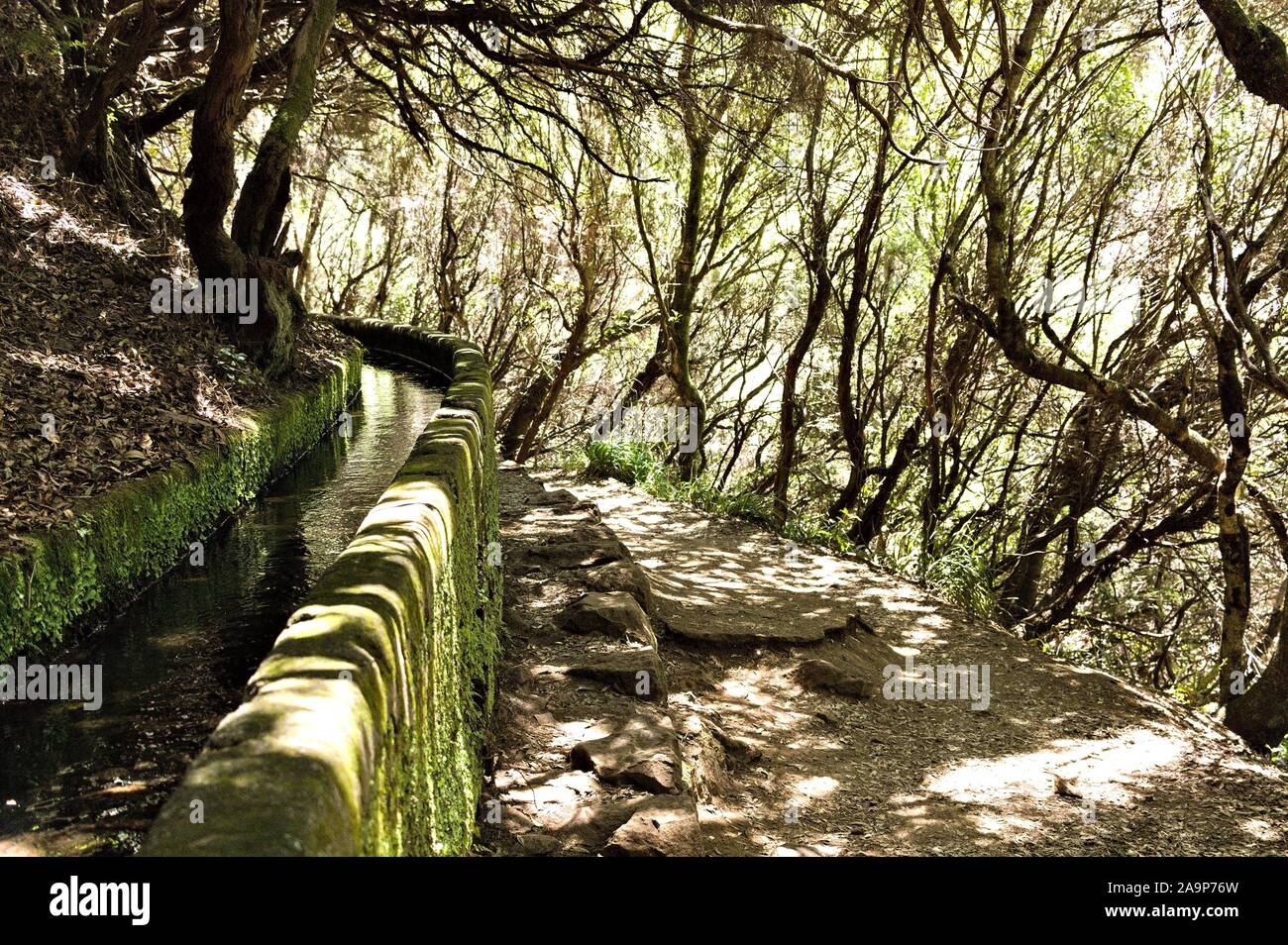 'Levada' channel in the forest along a pathway. 'Levadas' are old ...