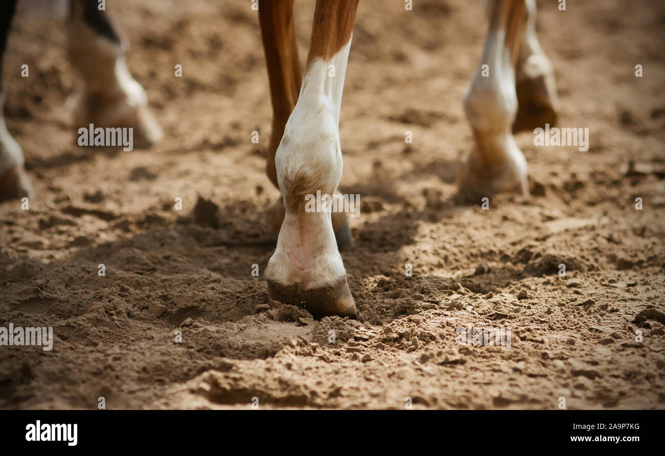 The hooves of two horses walking across a sandy arena lit by bright ...