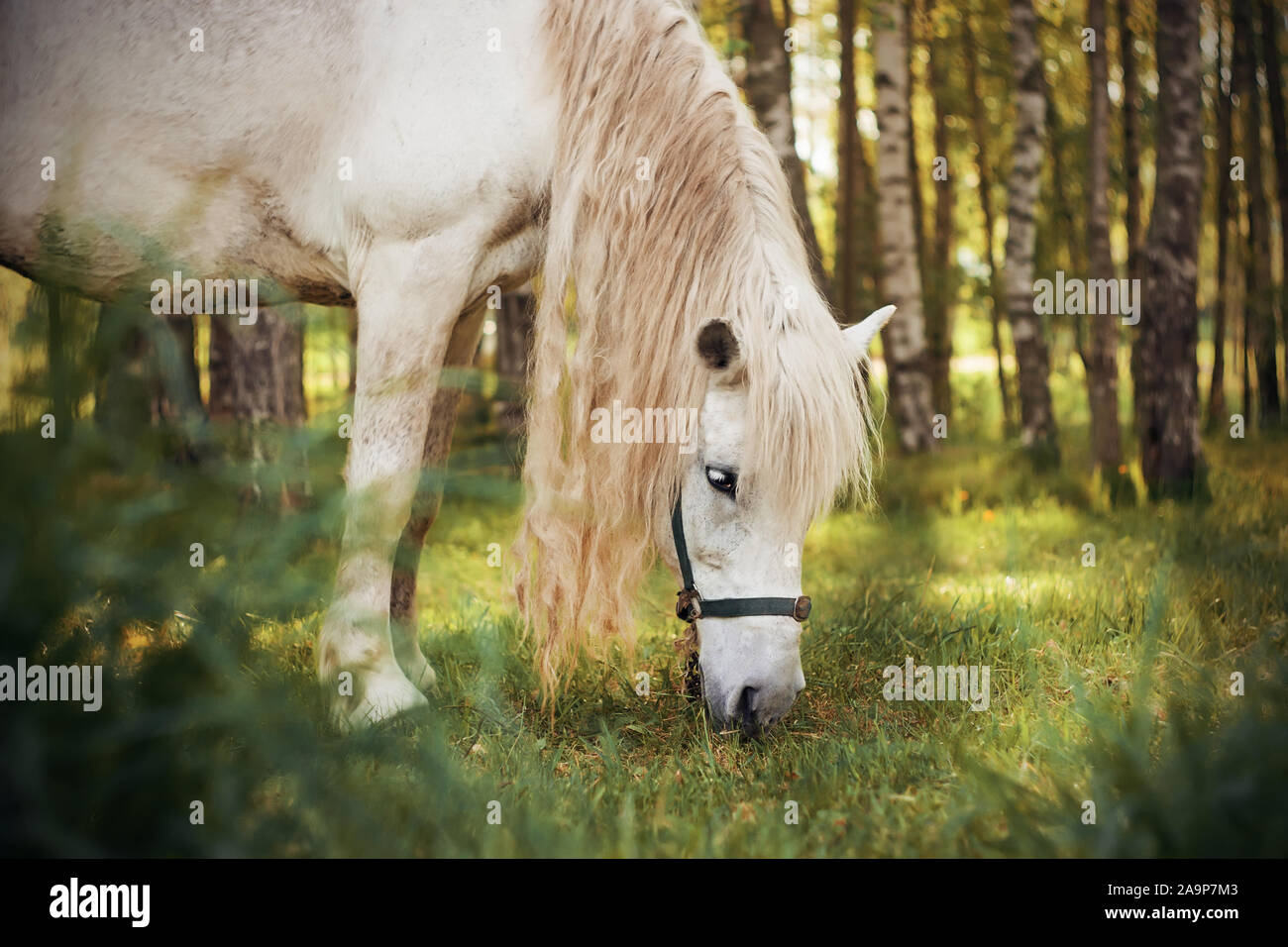 White birch horse hi-res stock photography and images - Alamy