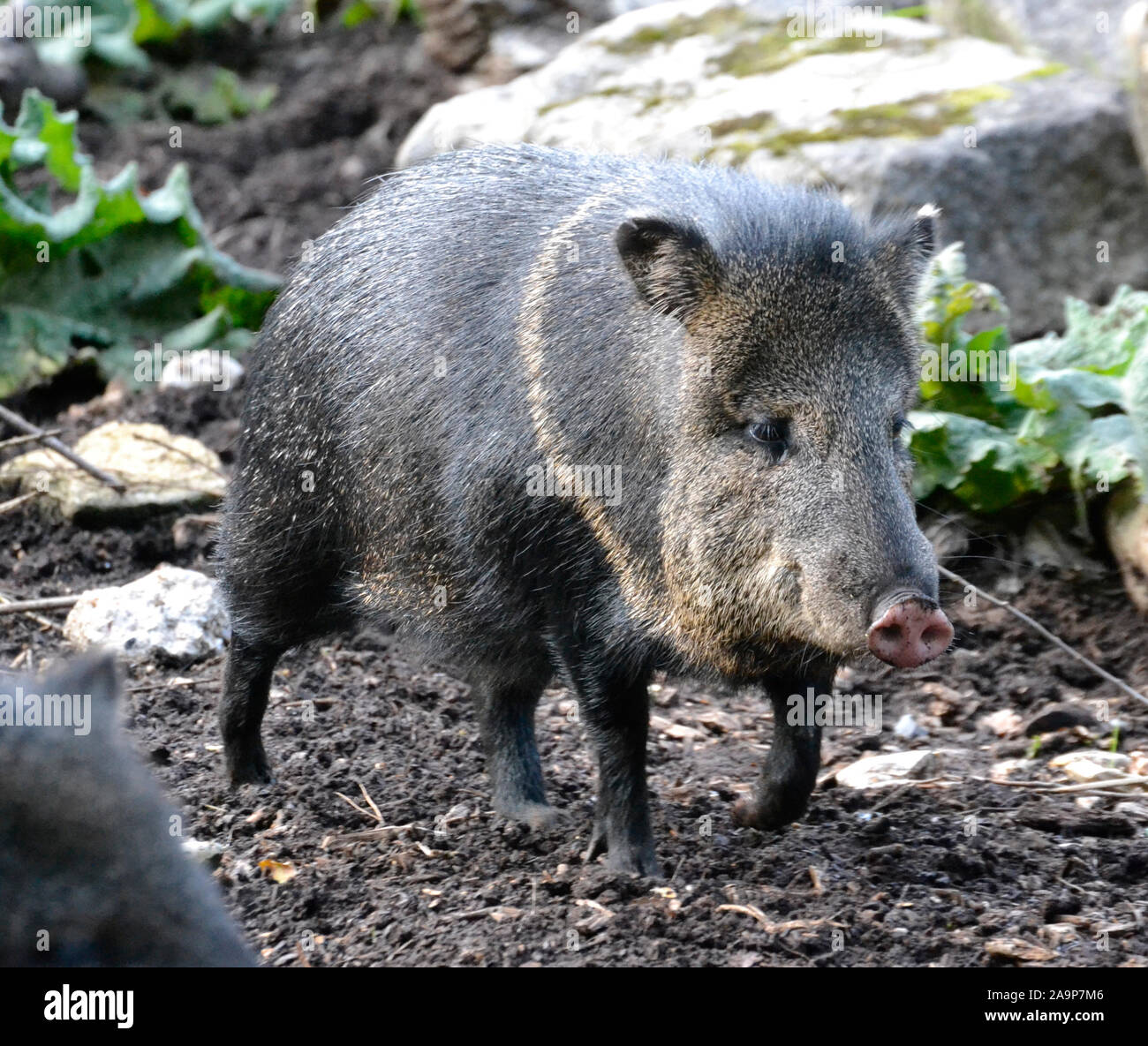 Collarred peccary hi-res stock photography and images - Alamy