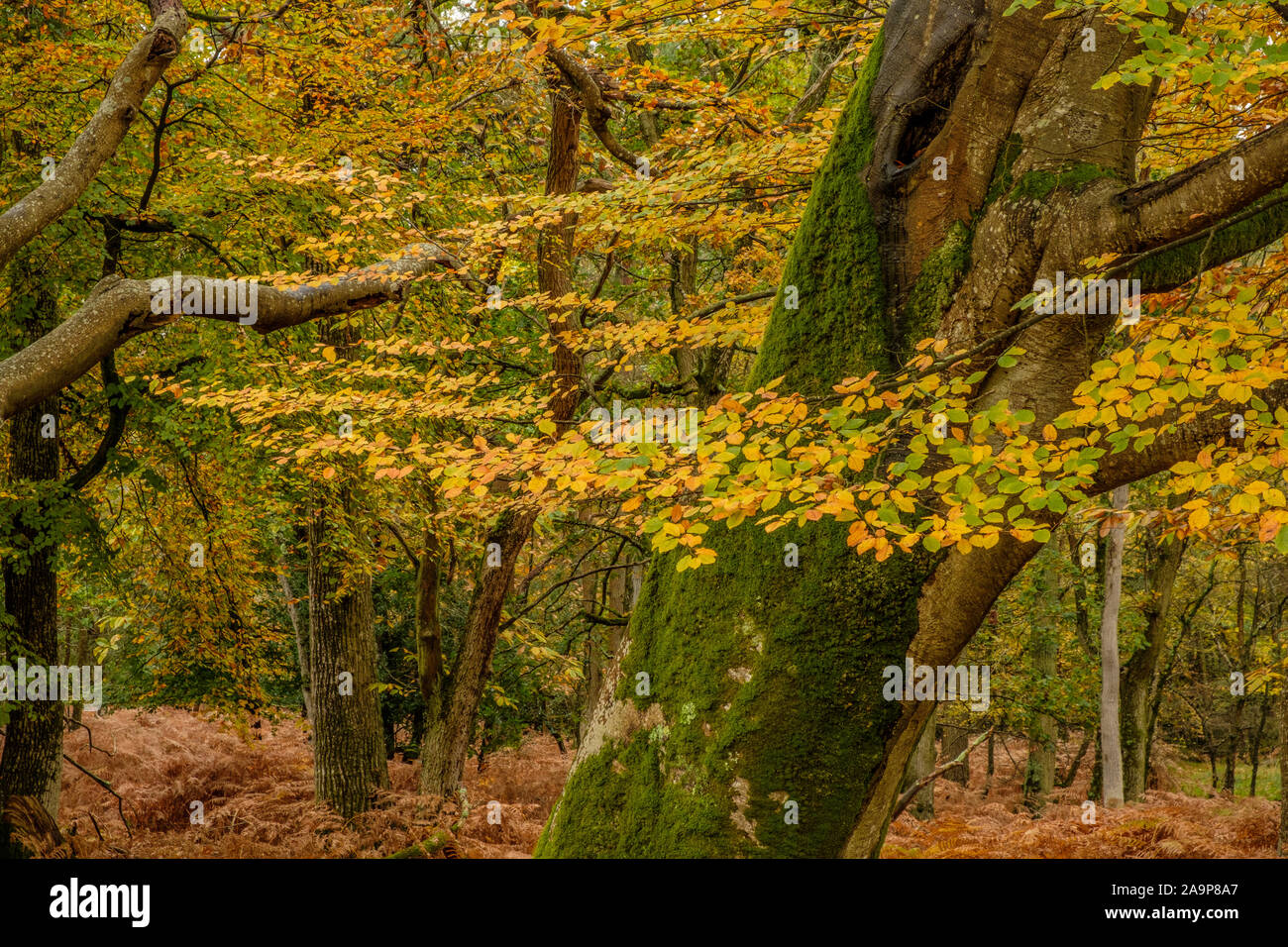 Autumn at Mark Ash Wood The New Forest Hampshire England Stock Photo ...