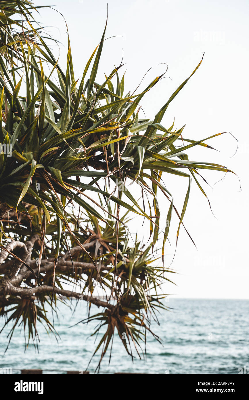 River pandanus hi-res stock photography and images - Alamy