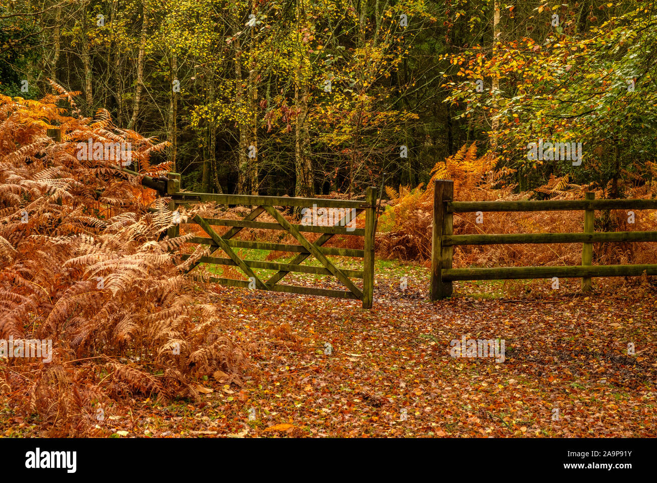 Forest gate hi-res stock photography and images - Alamy