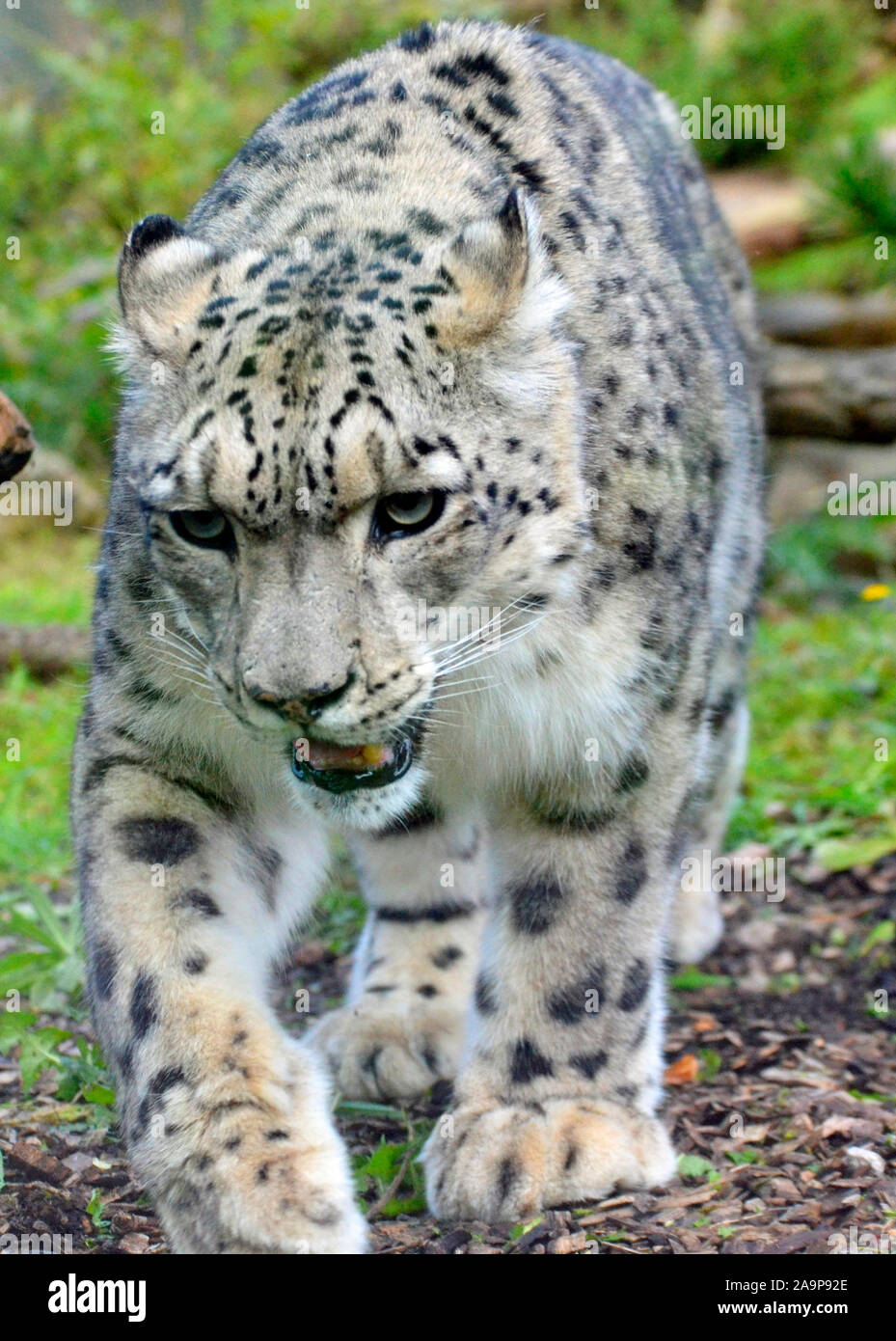 Snow leopard habitat hi-res stock photography and images - Alamy