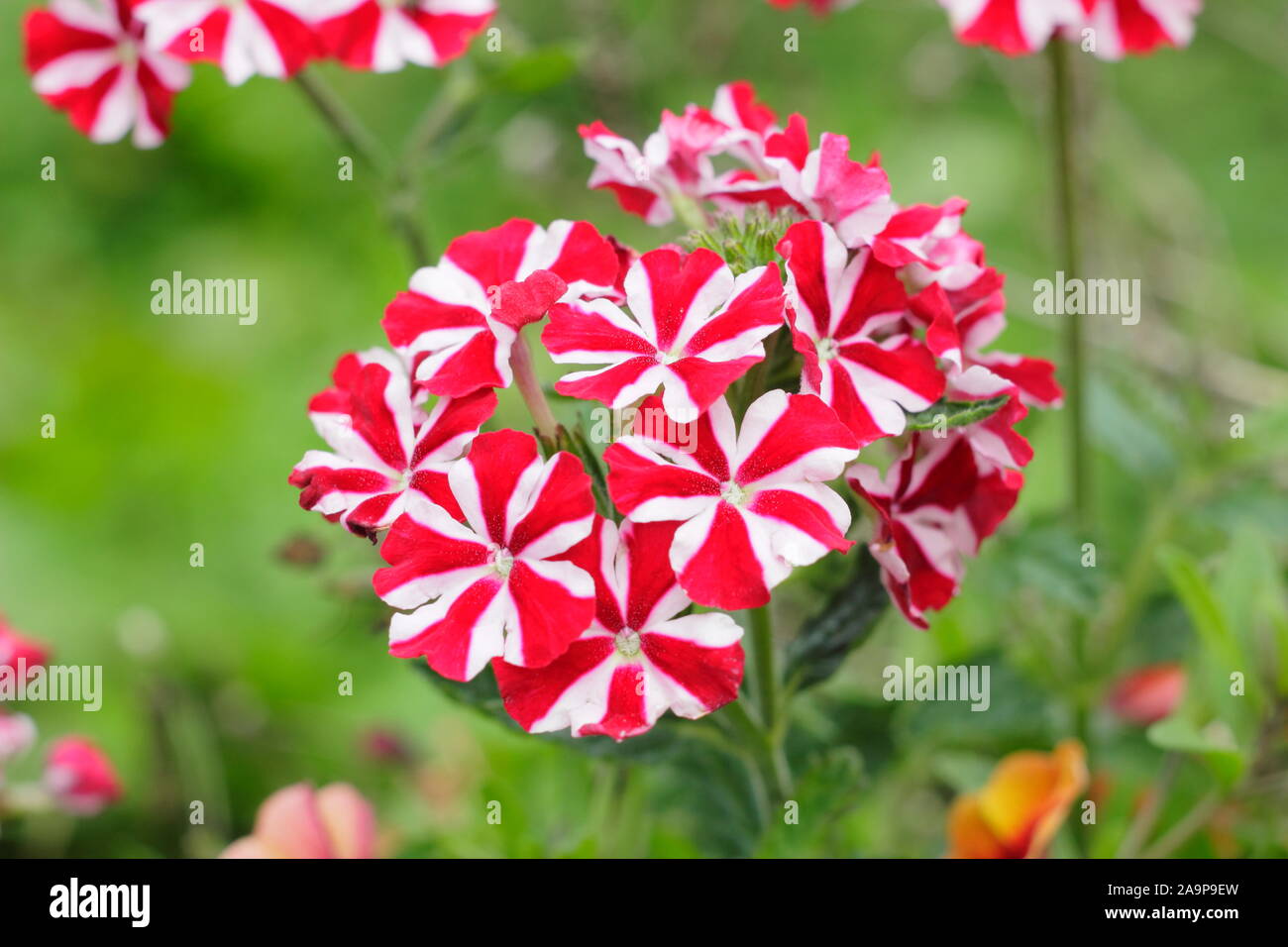 Verbena samira 'Deep Red Star' blooming in a hanging basket Stock Photo ...
