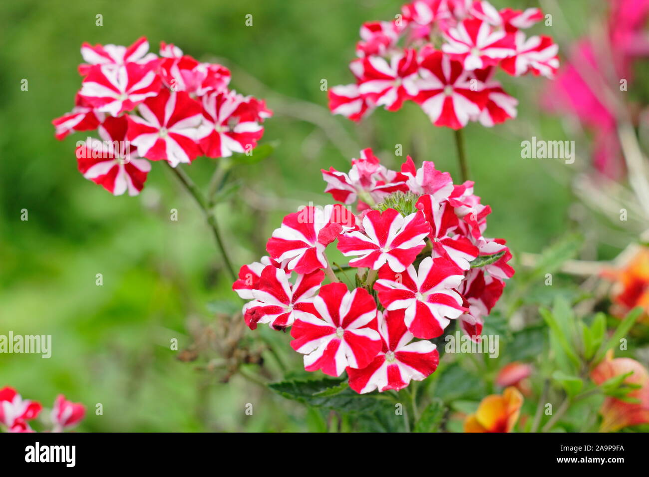 Verbena samira 'Deep Red Star' blooming in a hanging basket Stock Photo ...