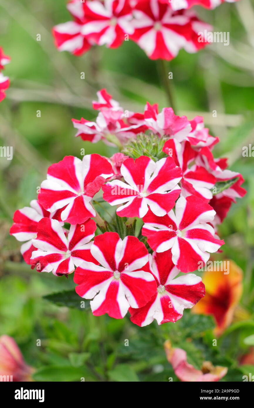 Verbena samira 'Deep Red Star' blooming in a hanging basket Stock Photo ...