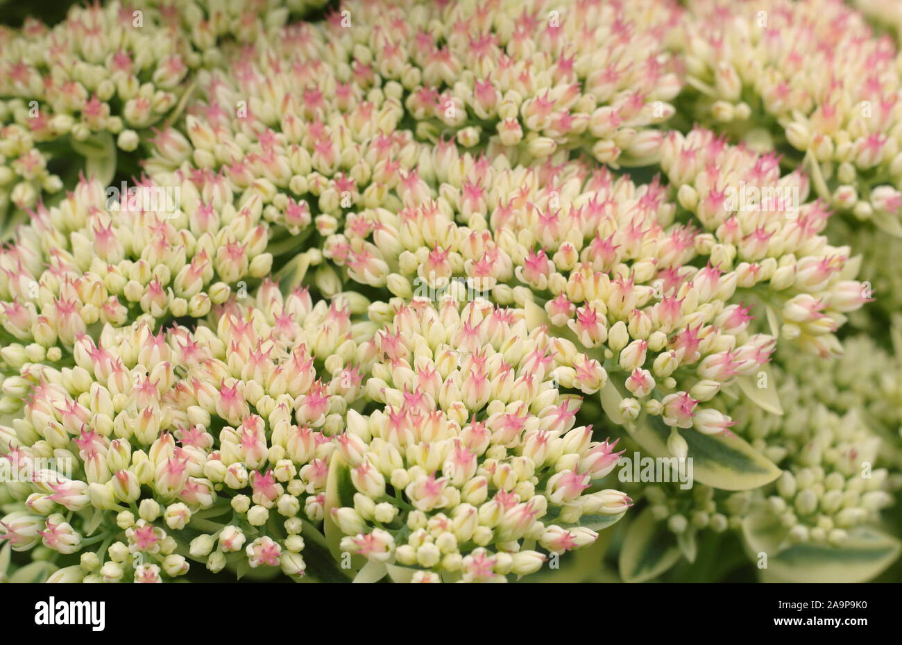 Sedum ‘frosted fire’ hi-res stock photography and images - Alamy