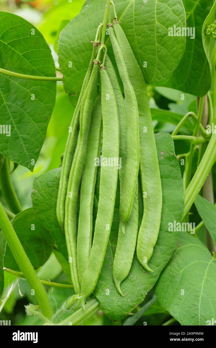 Moonlight Runner Bean High Resolution Stock Photography and Images - Alamy
