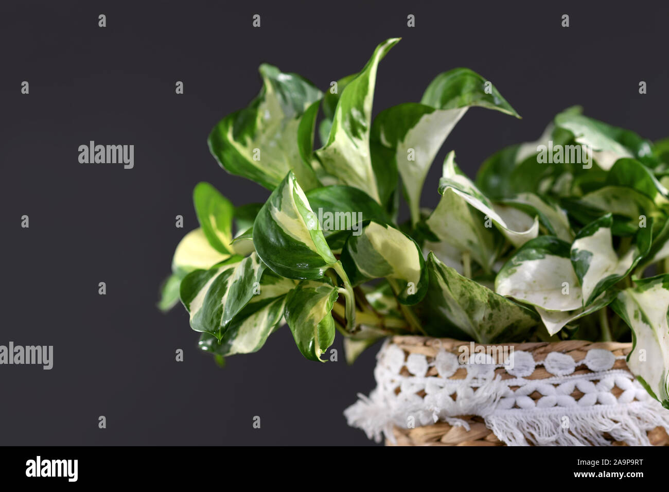 Beautiful full tropical 'Manjula' Pothos, also called 'Happy Leaves ...