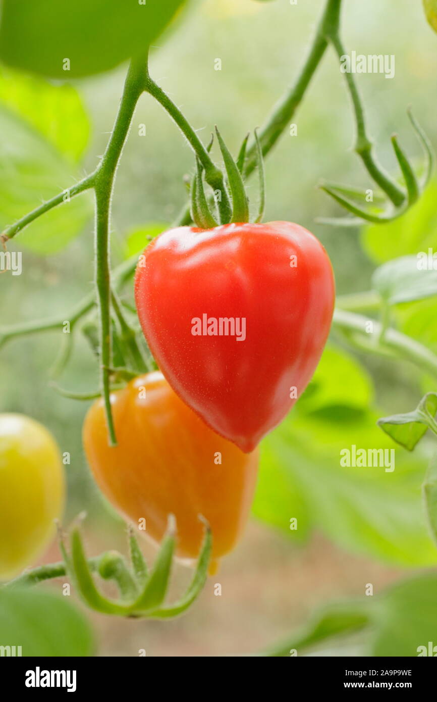 Tomatotomatoberry hi-res stock photography and images - Alamy