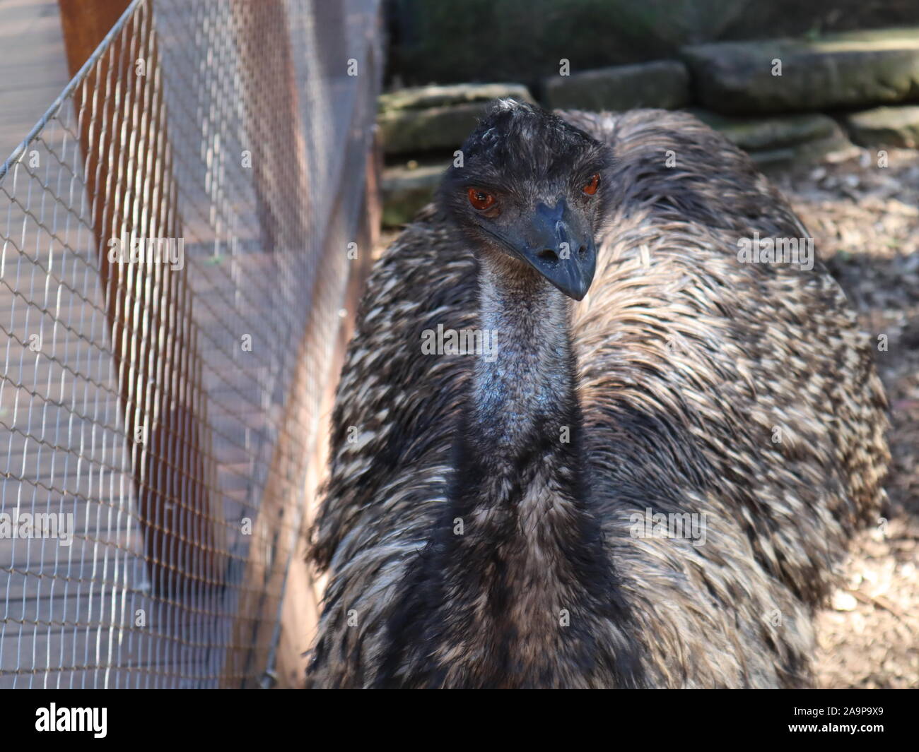 having a staring competition with an emu Stock Photo - Alamy