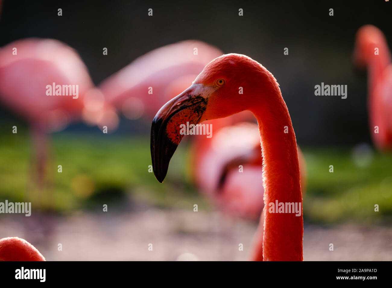 Slimbridge flamingos hi-res stock photography and images - Alamy