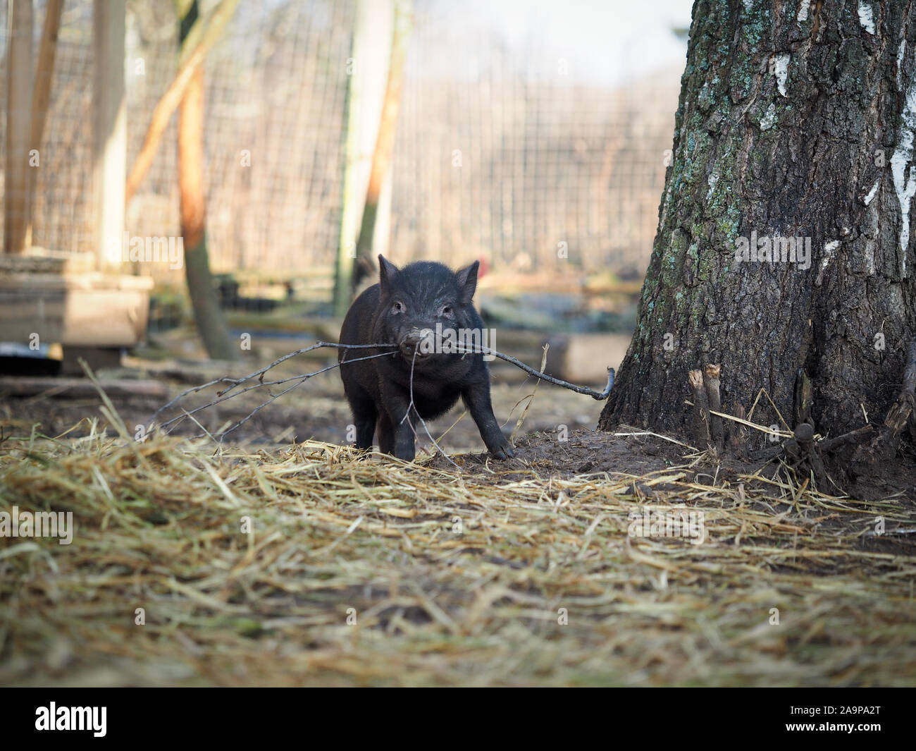 Funny little pig plays with a stick Stock Photo - Alamy
