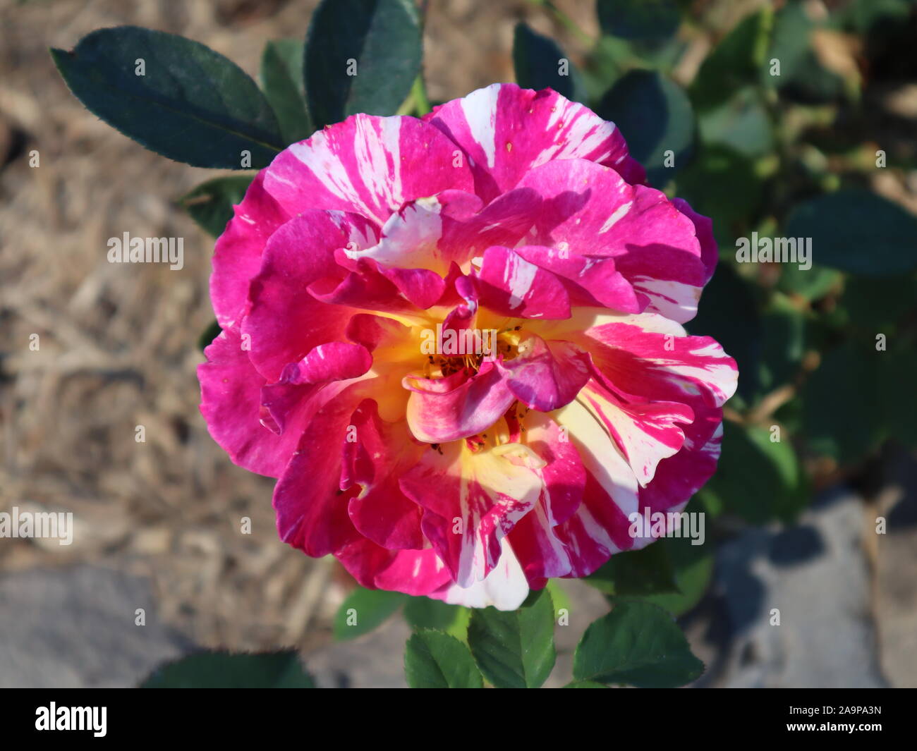 candy stripe rose Stock Photo - Alamy