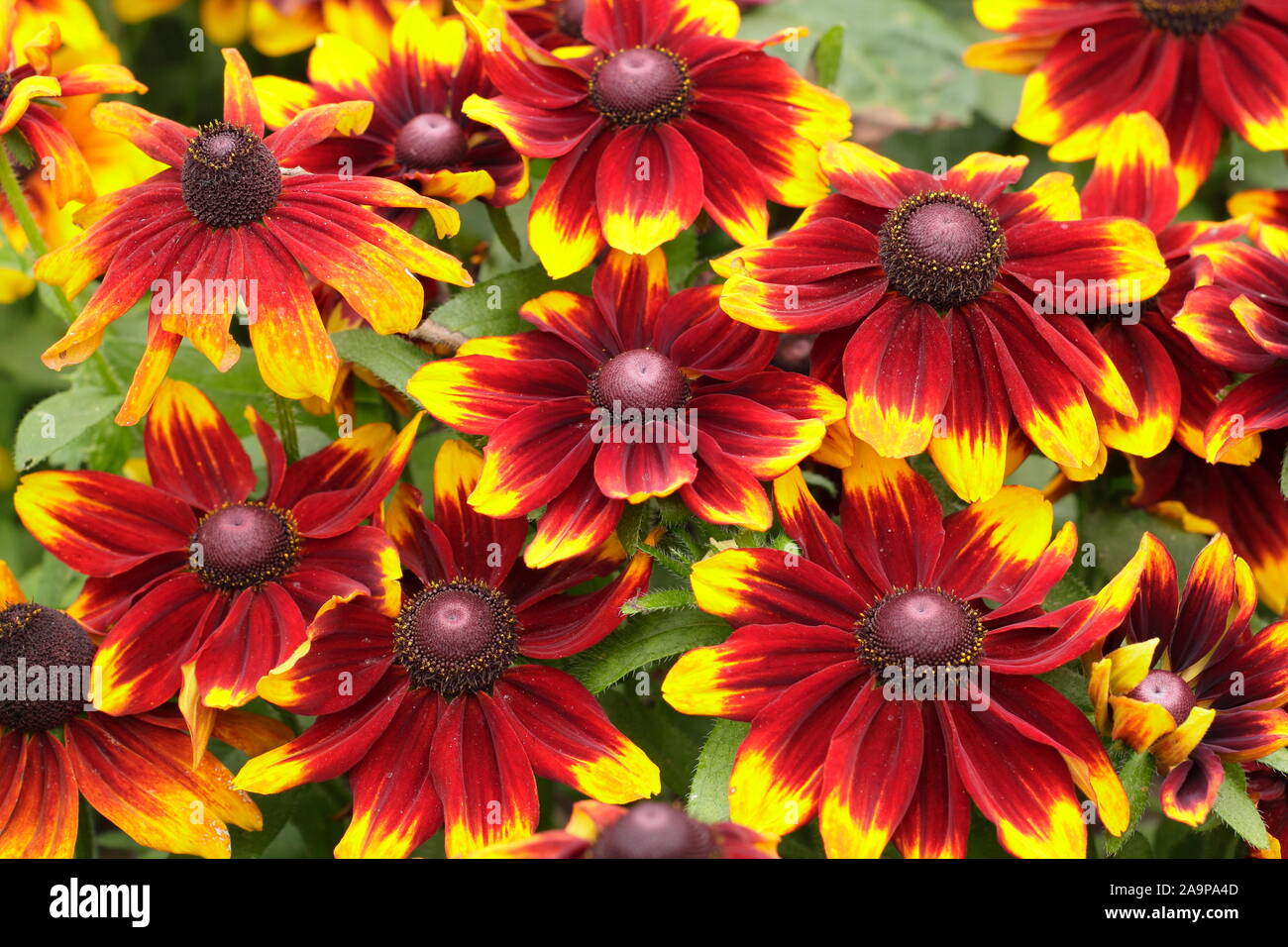 Rudbeckia toto rustic hi-res stock photography and images - Alamy