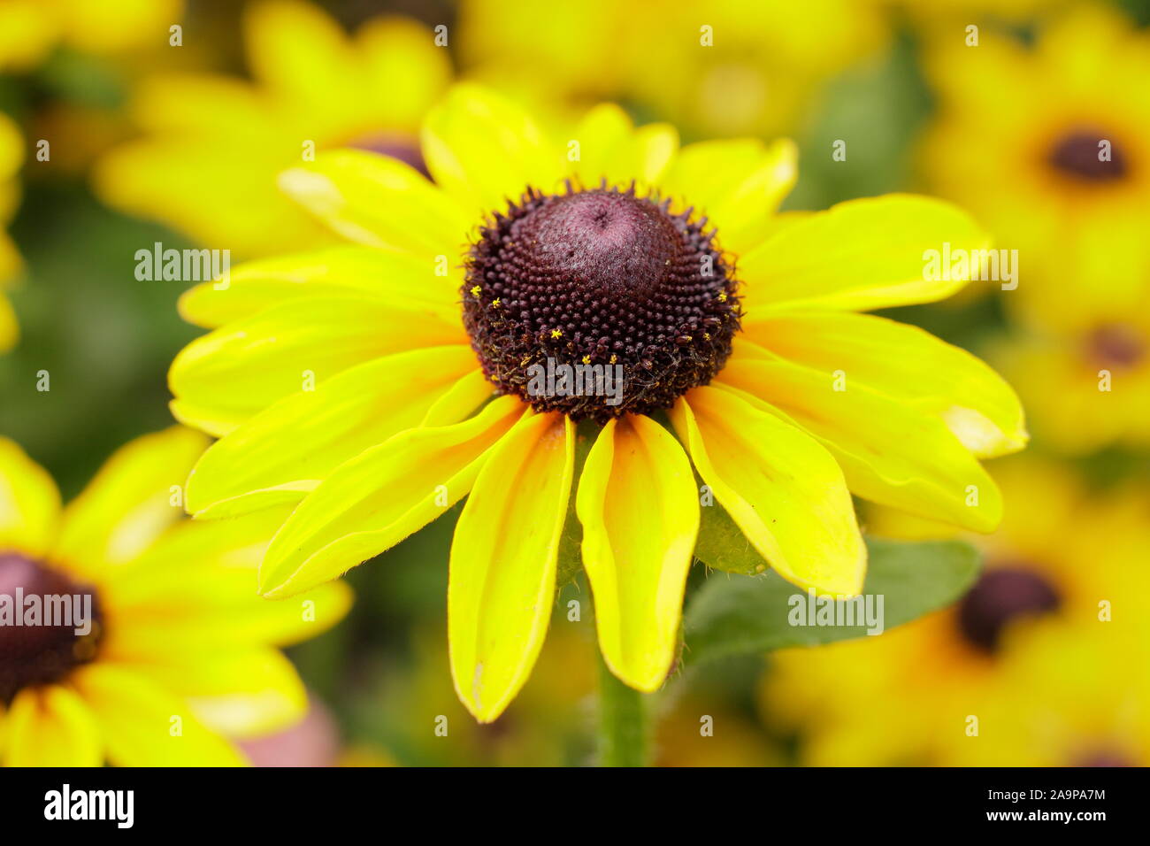 Rudbeckia hirta hi-res stock photography and images - Alamy