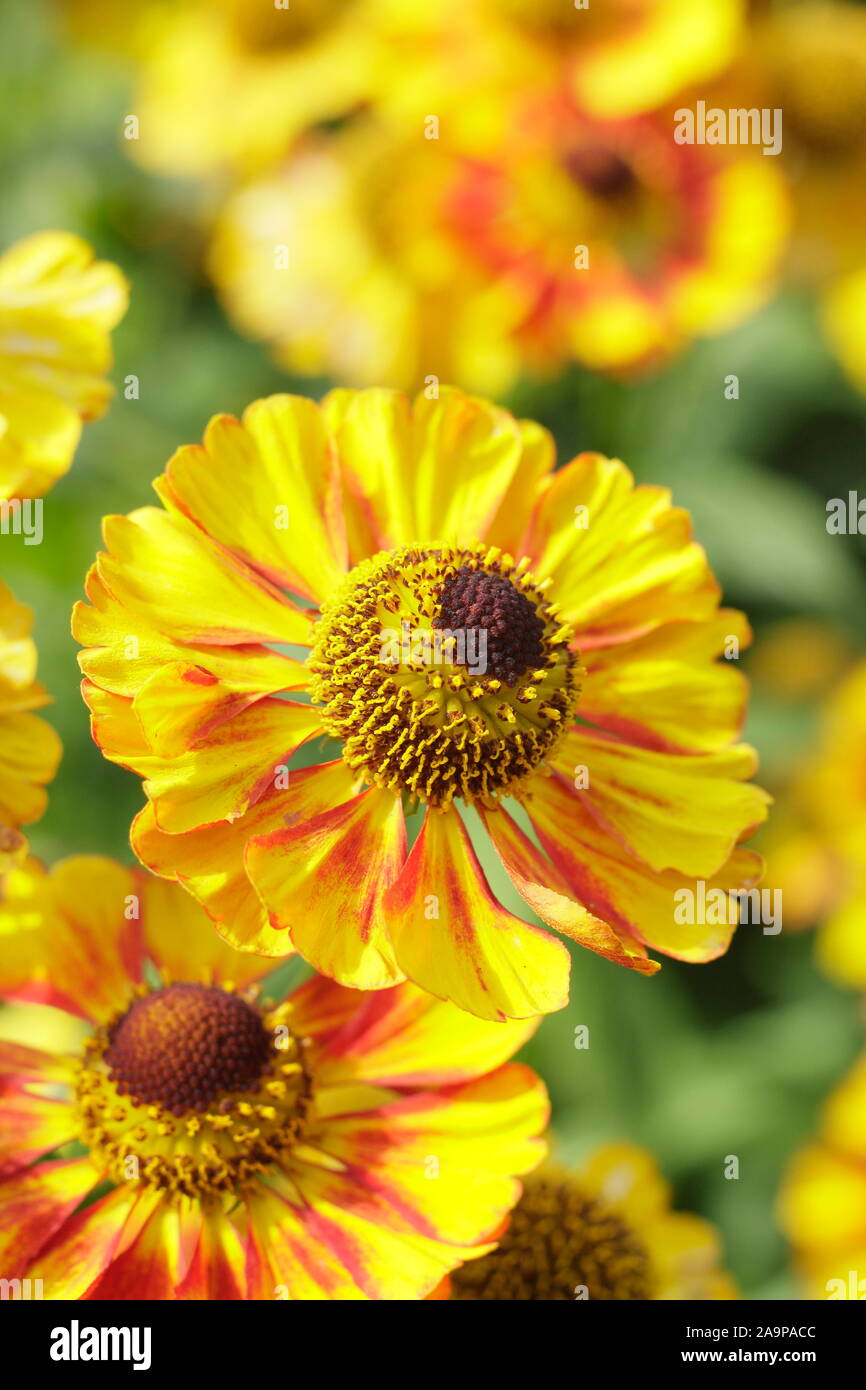 Helenium hi-res stock photography and images - Alamy