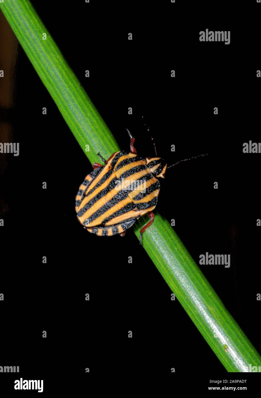 Striped shield bug (graphosoma lineatum italicum) close-up Stock Photo ...