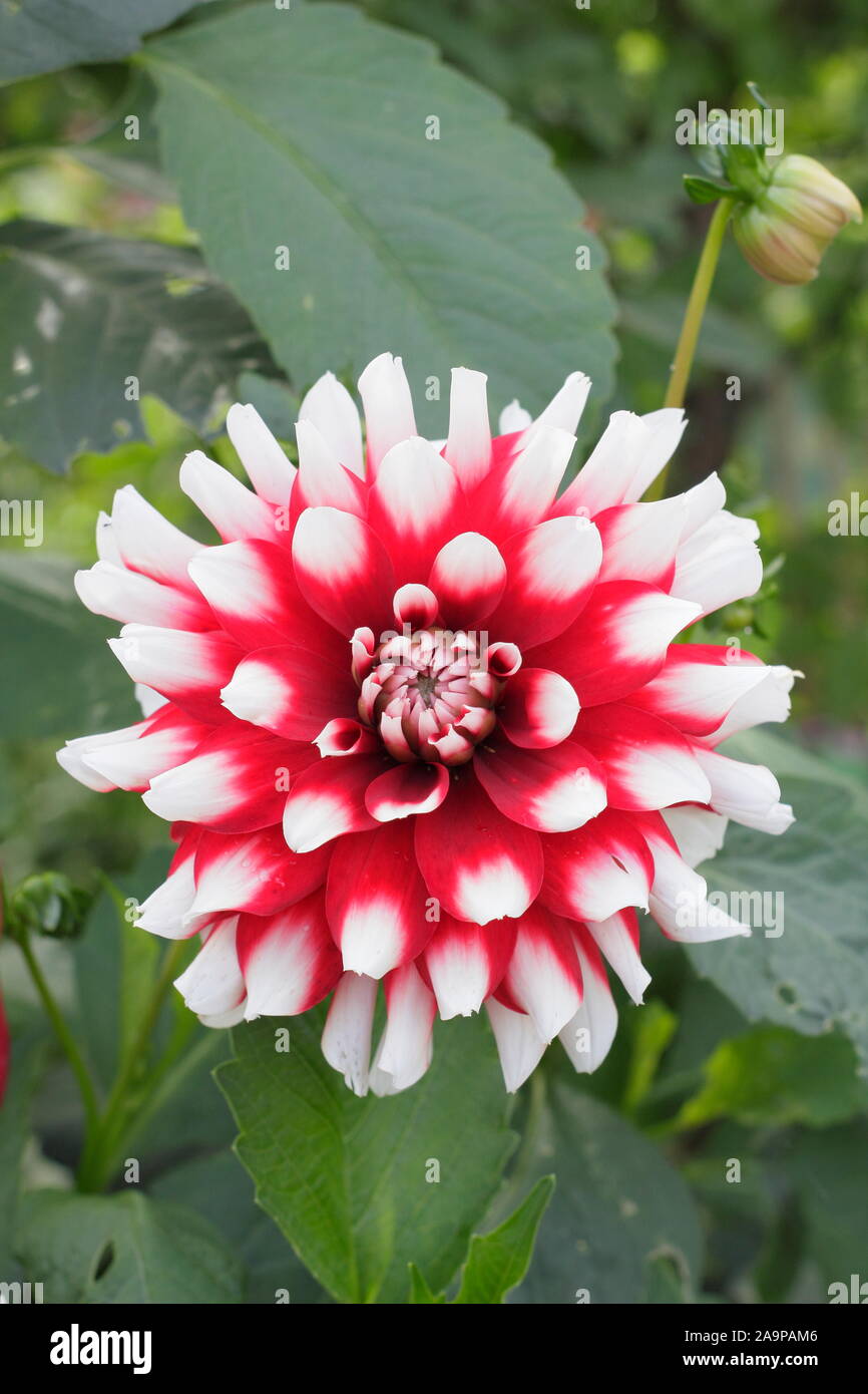 Santa claus dahlia hi-res stock photography and images - Alamy