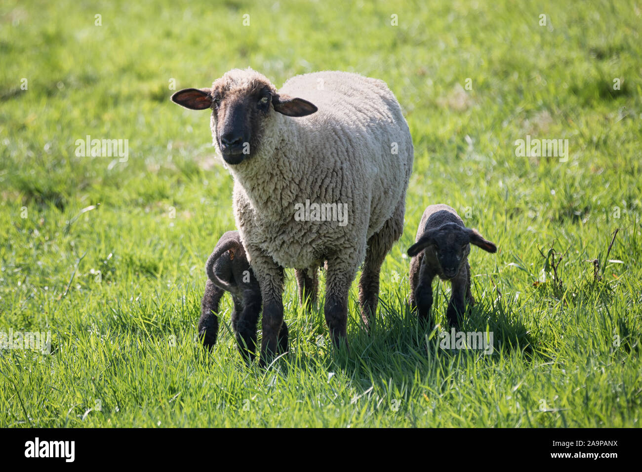 mother sheep with two black lambs Stock Photo - Alamy