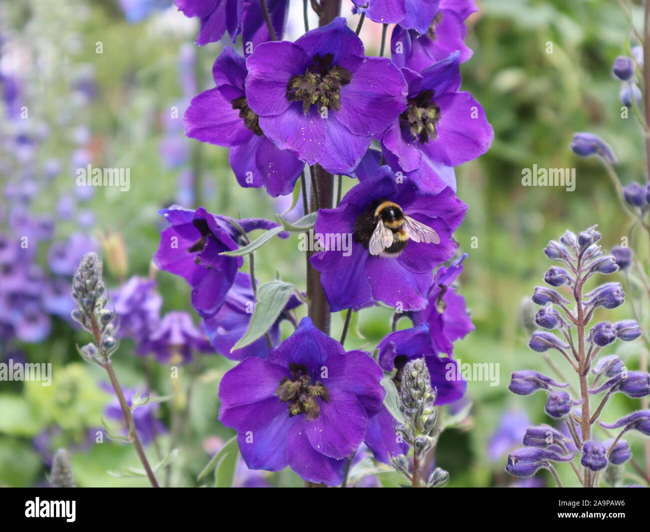 Busy as a bee hi-res stock photography and images - Alamy