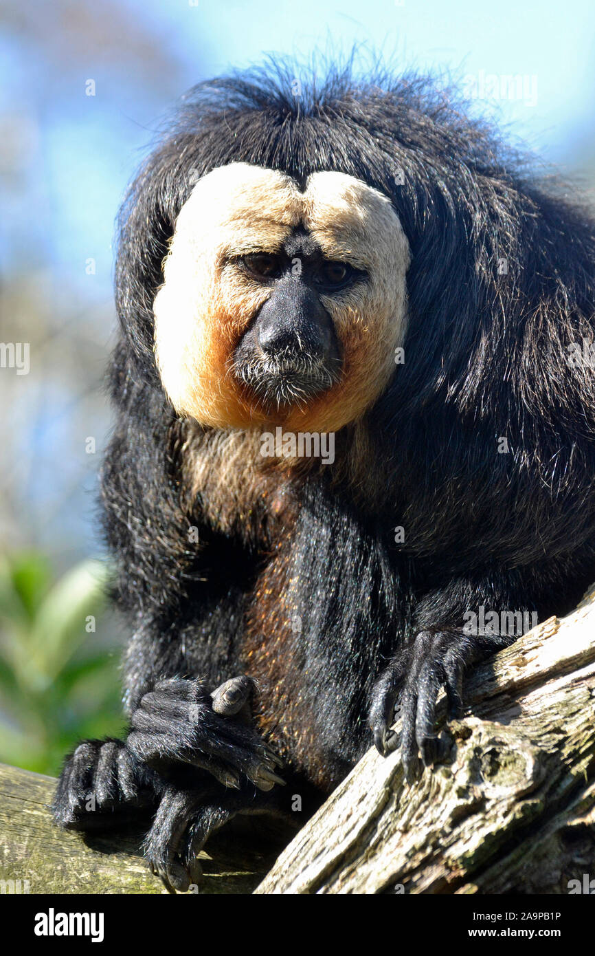 White-faced Saki Monkey, Marwell Zoo, Colden Common, Winchester, UK ...