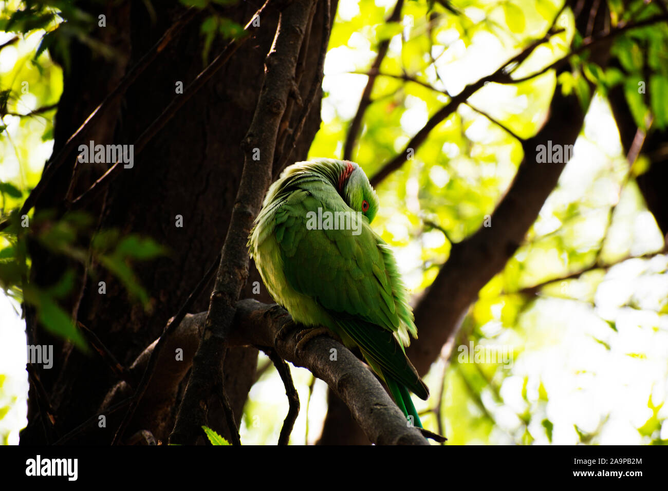 Indian Green Ringneck parakeet Stock Photo - Alamy