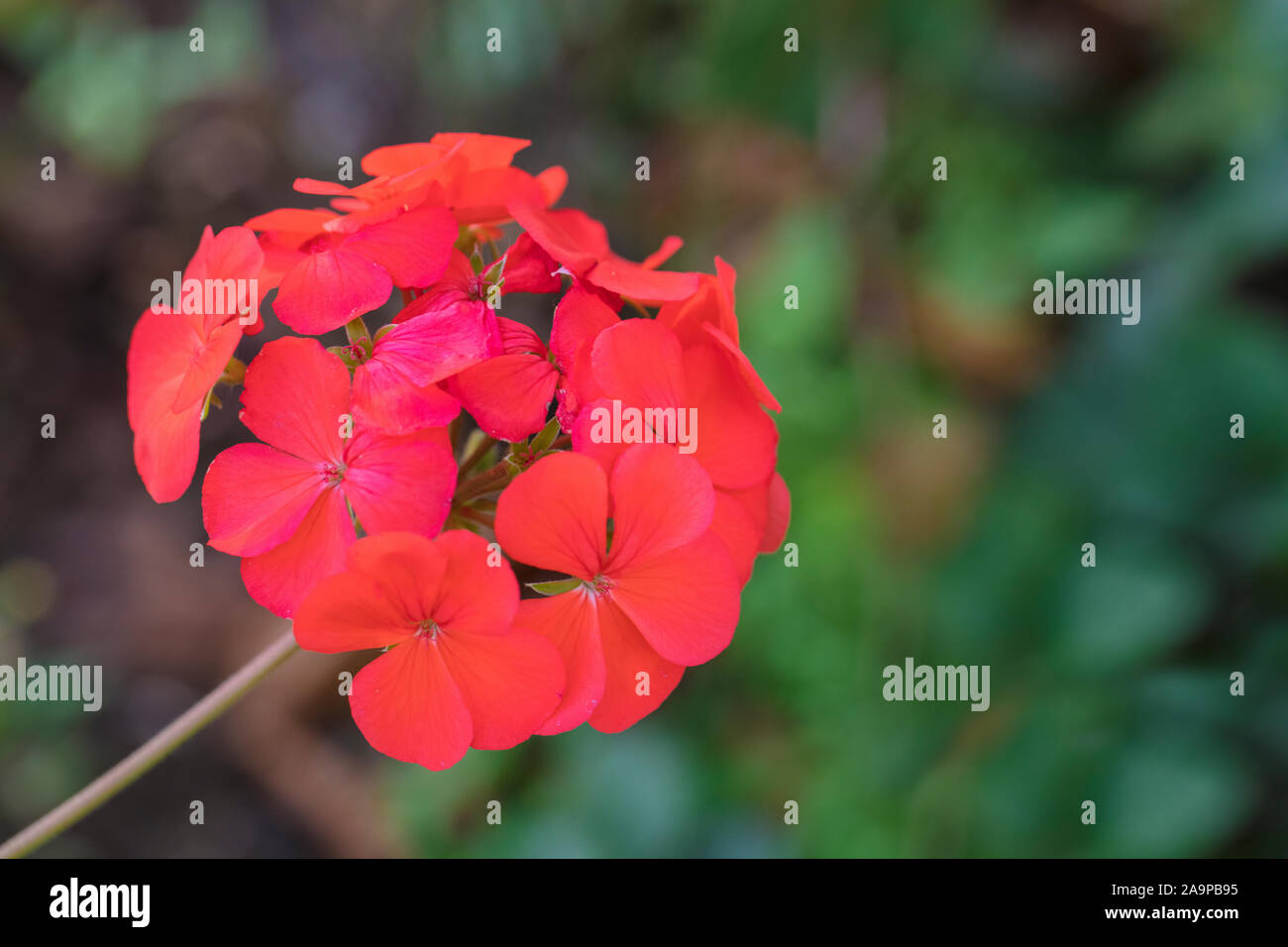 Background red geranium close-up on a green background Stock Photo - Alamy