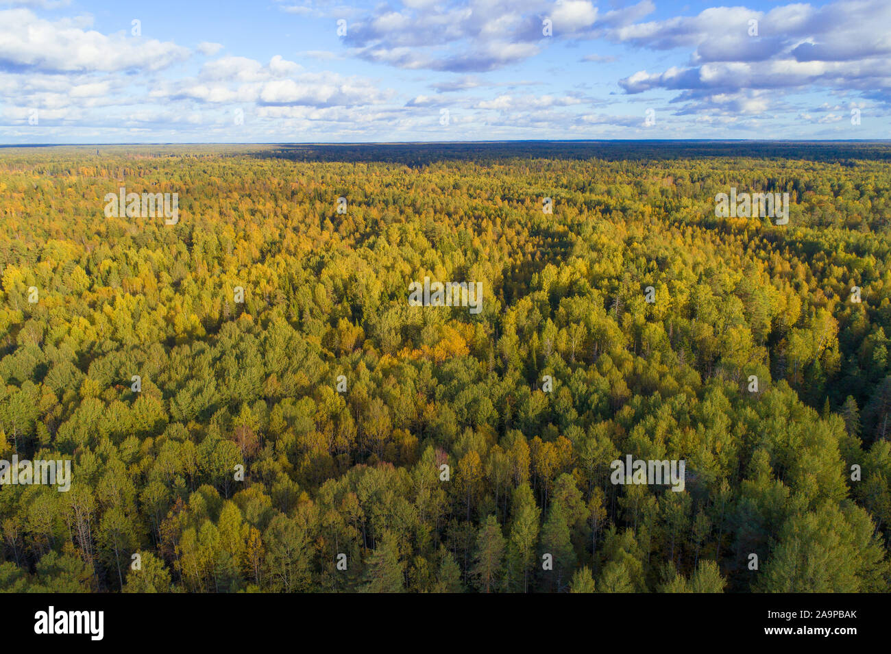 Russia forest hi-res stock photography and images - Alamy
