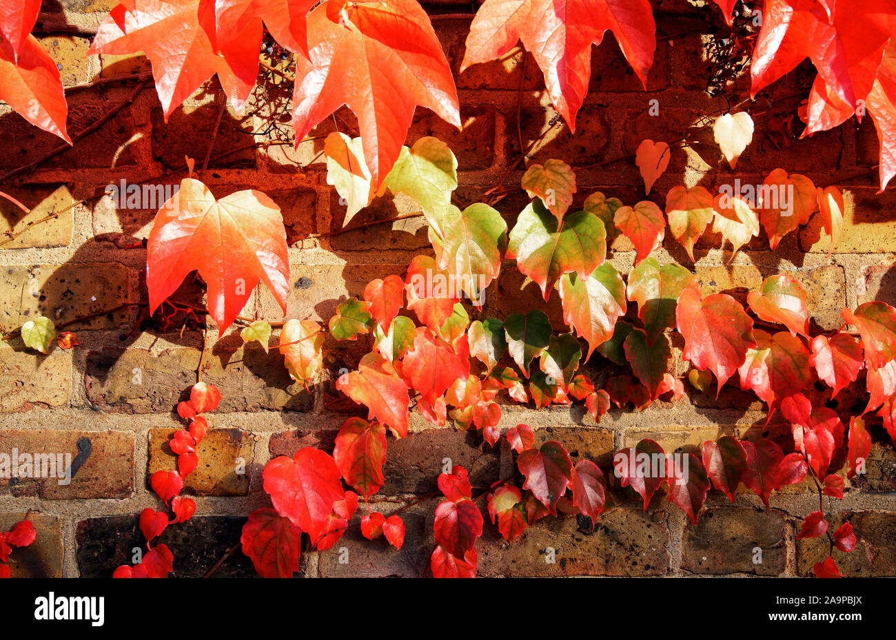 Autumn leaves over a brick wall Stock Photo - Alamy