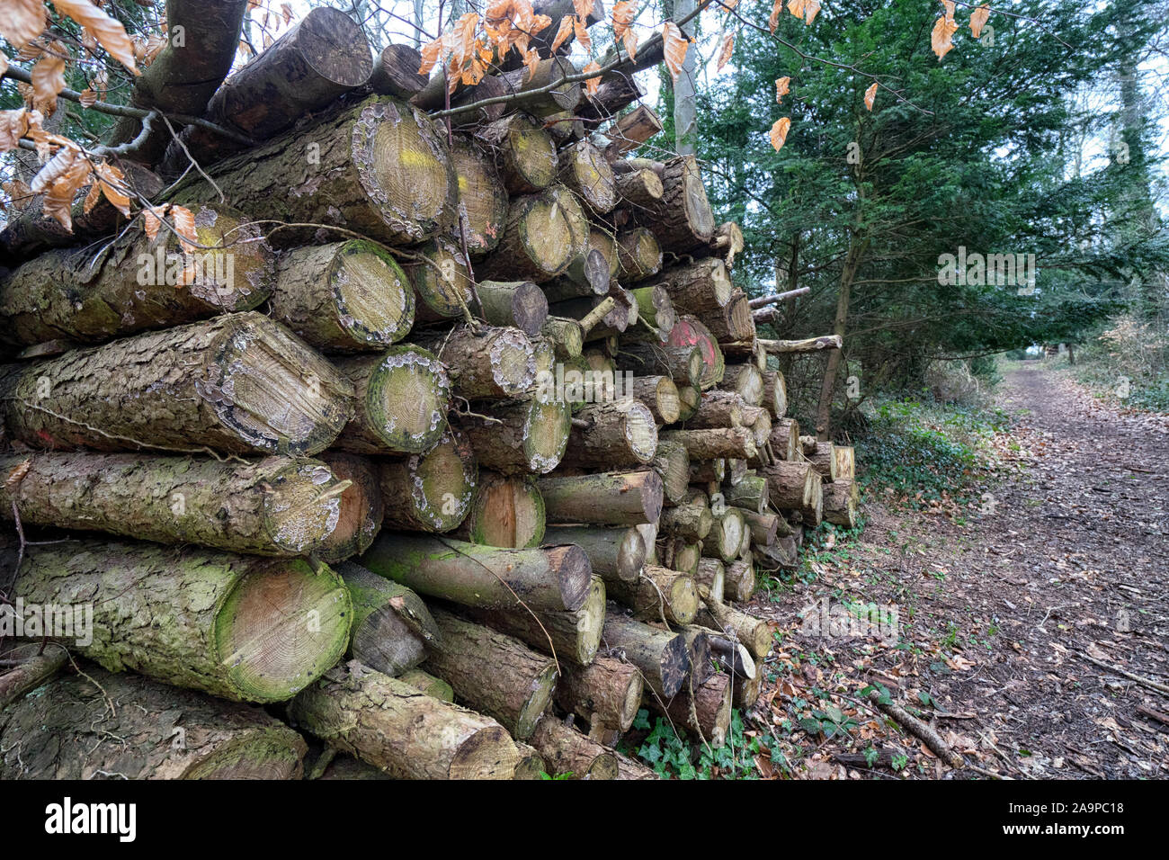 Pile logs autumn trees hi-res stock photography and images - Alamy