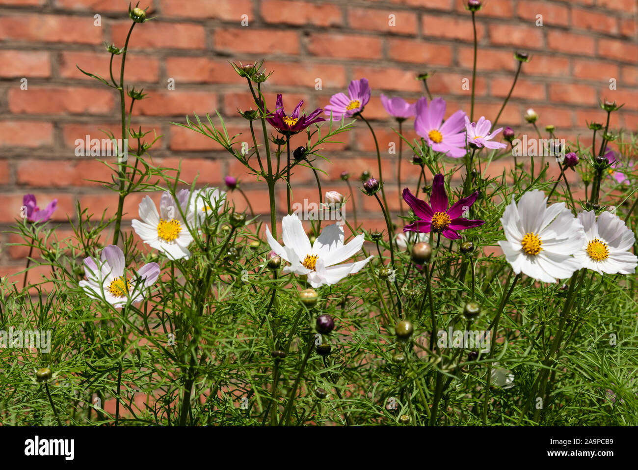 Mongolian flowers in bloom Stock Photo - Alamy