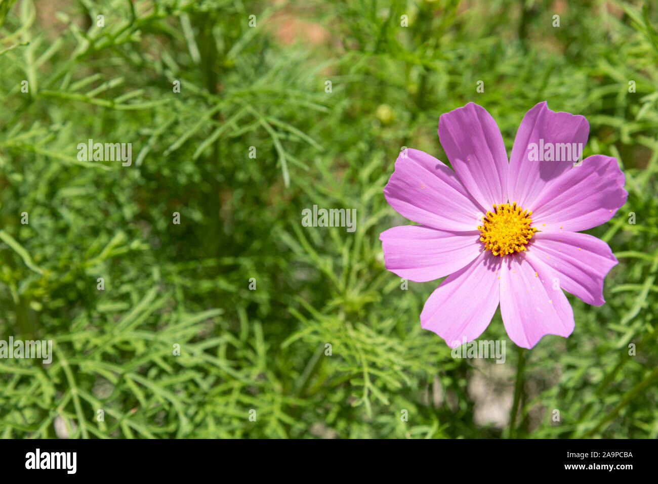 Mongolian flowers in bloom Stock Photo - Alamy