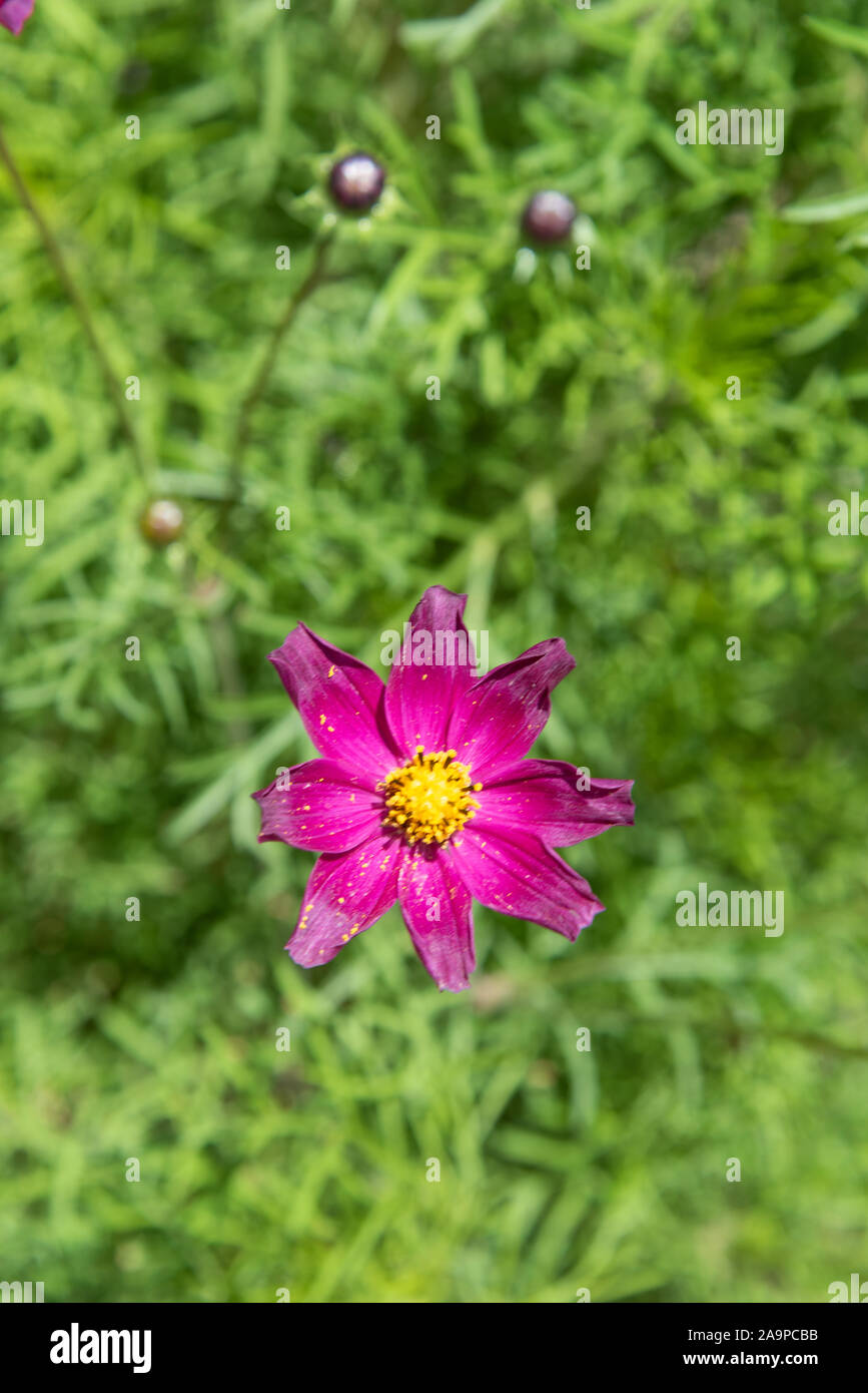 Mongolian flowers in bloom Stock Photo - Alamy