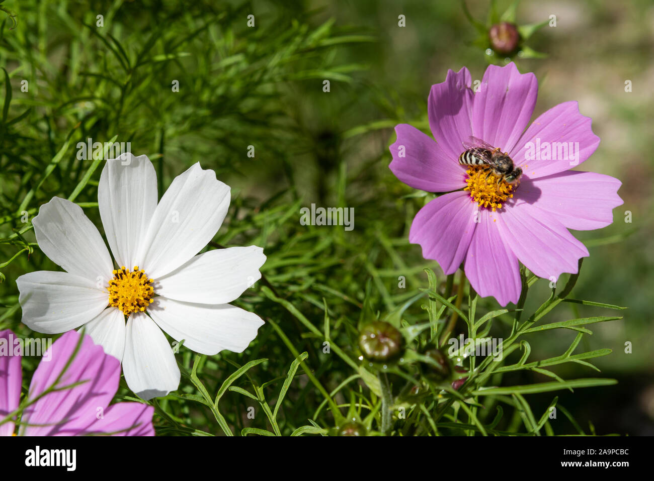 Mongolian flowers in bloom Stock Photo - Alamy