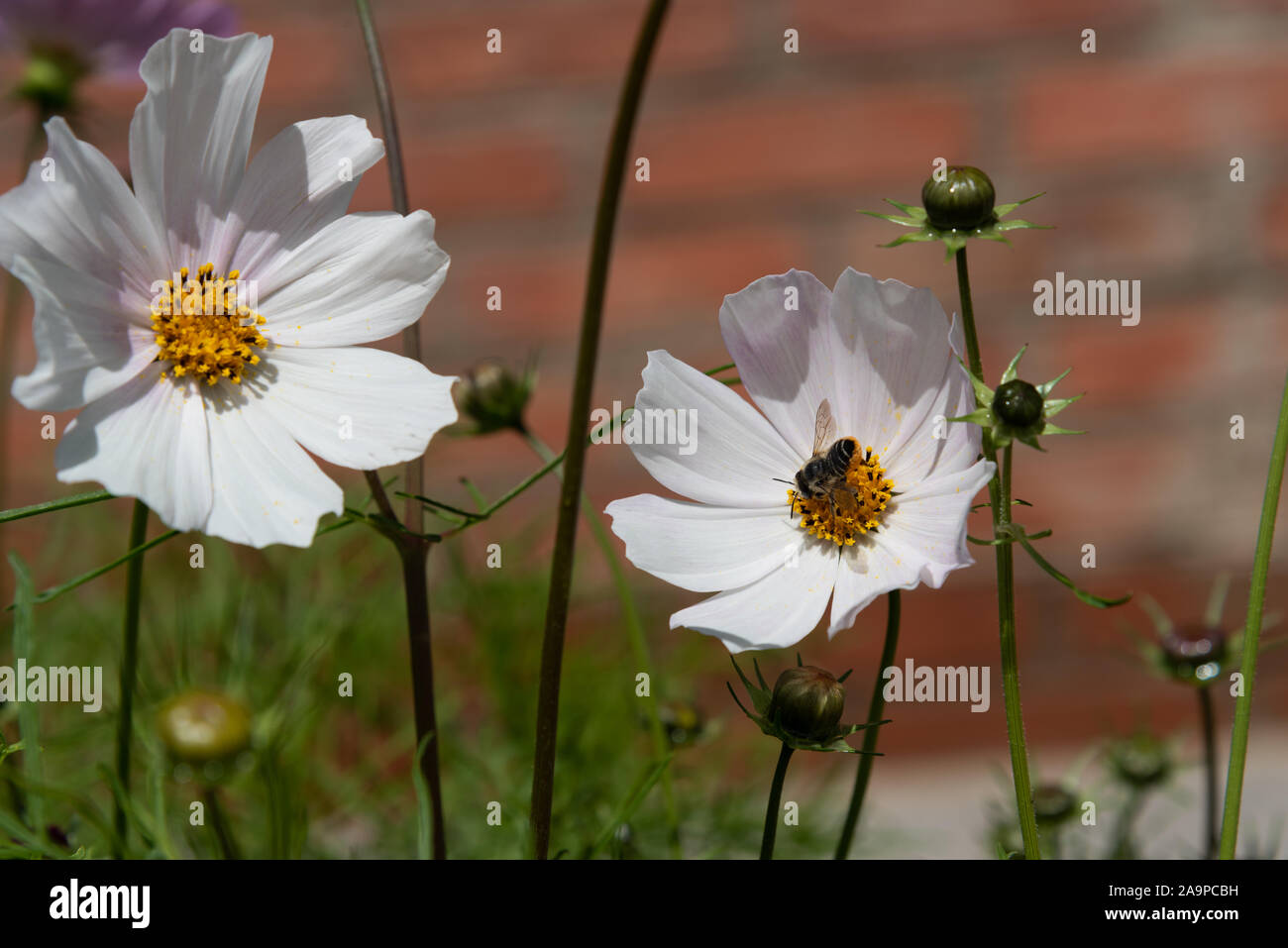 Mongolian flowers in bloom Stock Photo - Alamy
