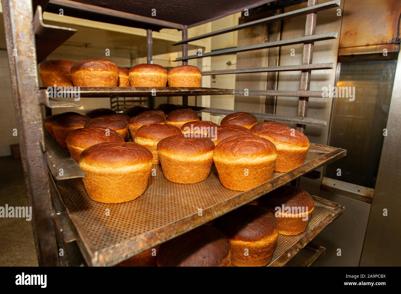 Industrial production of bread. Lots of baked goods on pallets. Freshly ...