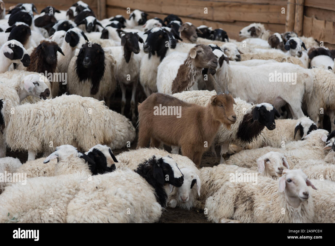 Mongolian Sheep in a keep, moments before the shearing starts in the ...