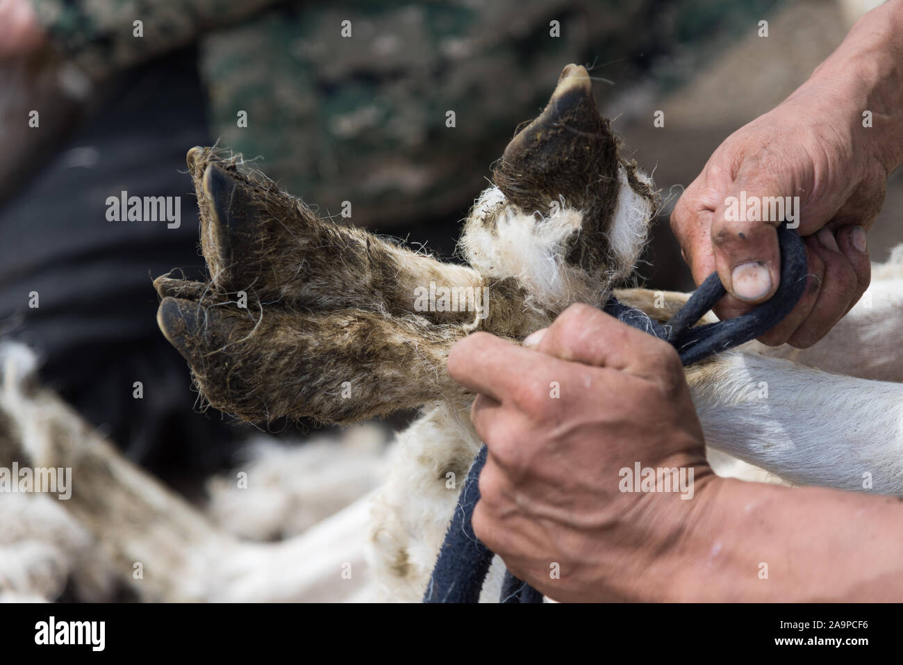A farmer ties the feet of a sheep in order to shear it in the Gobi ...