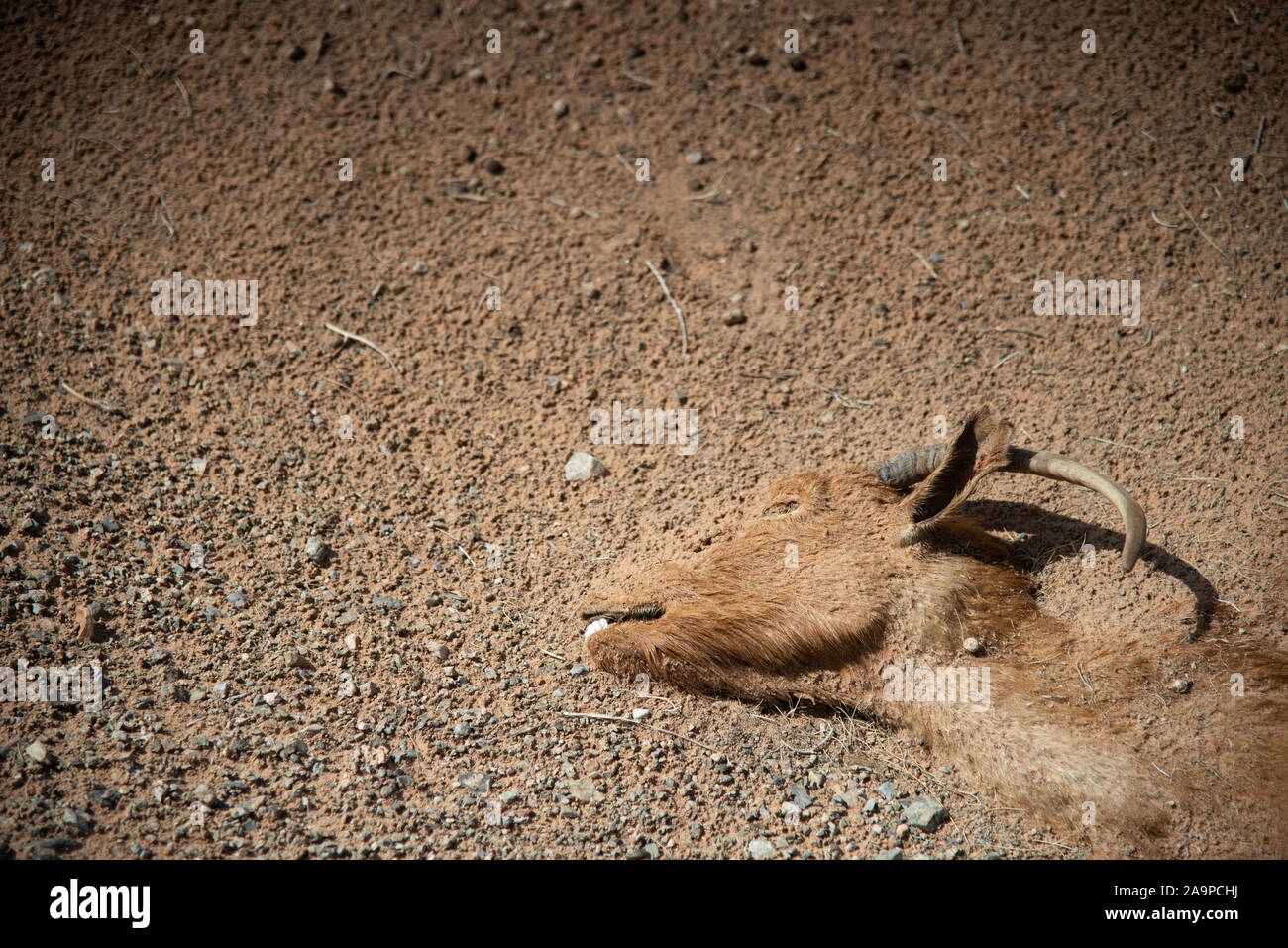 Dead goat hi-res stock photography and images - Alamy