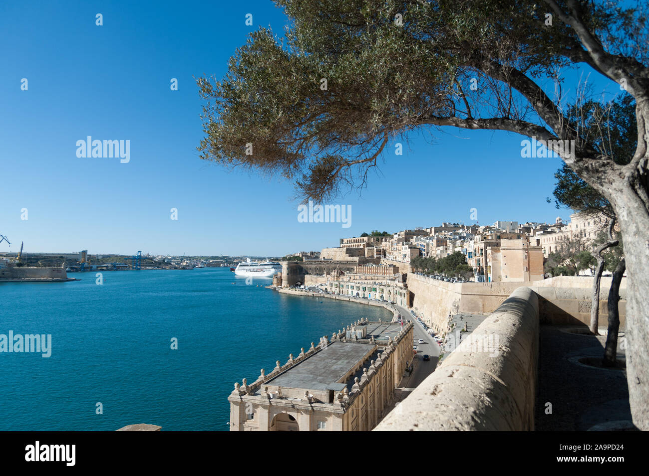 Olive tree on a terrace at upper Barraka gardens overlooking Vallettas ...
