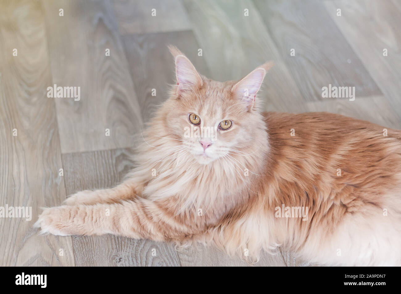 Portrait of lying maine coon with yellow eyes red tabby cat with wooden ...