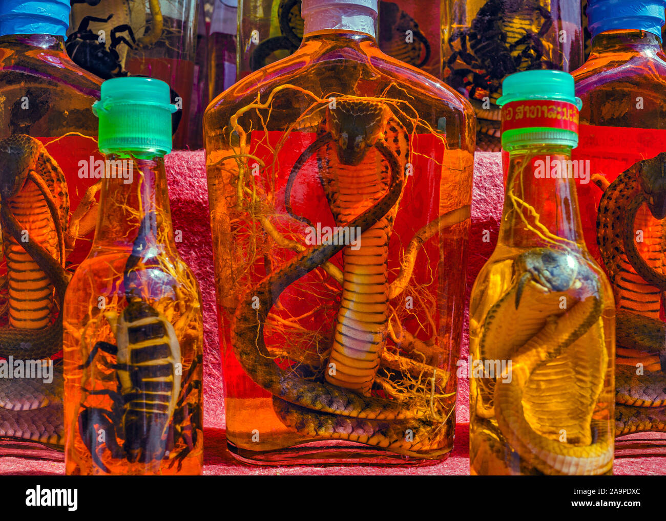 Japanese Sake With Snake