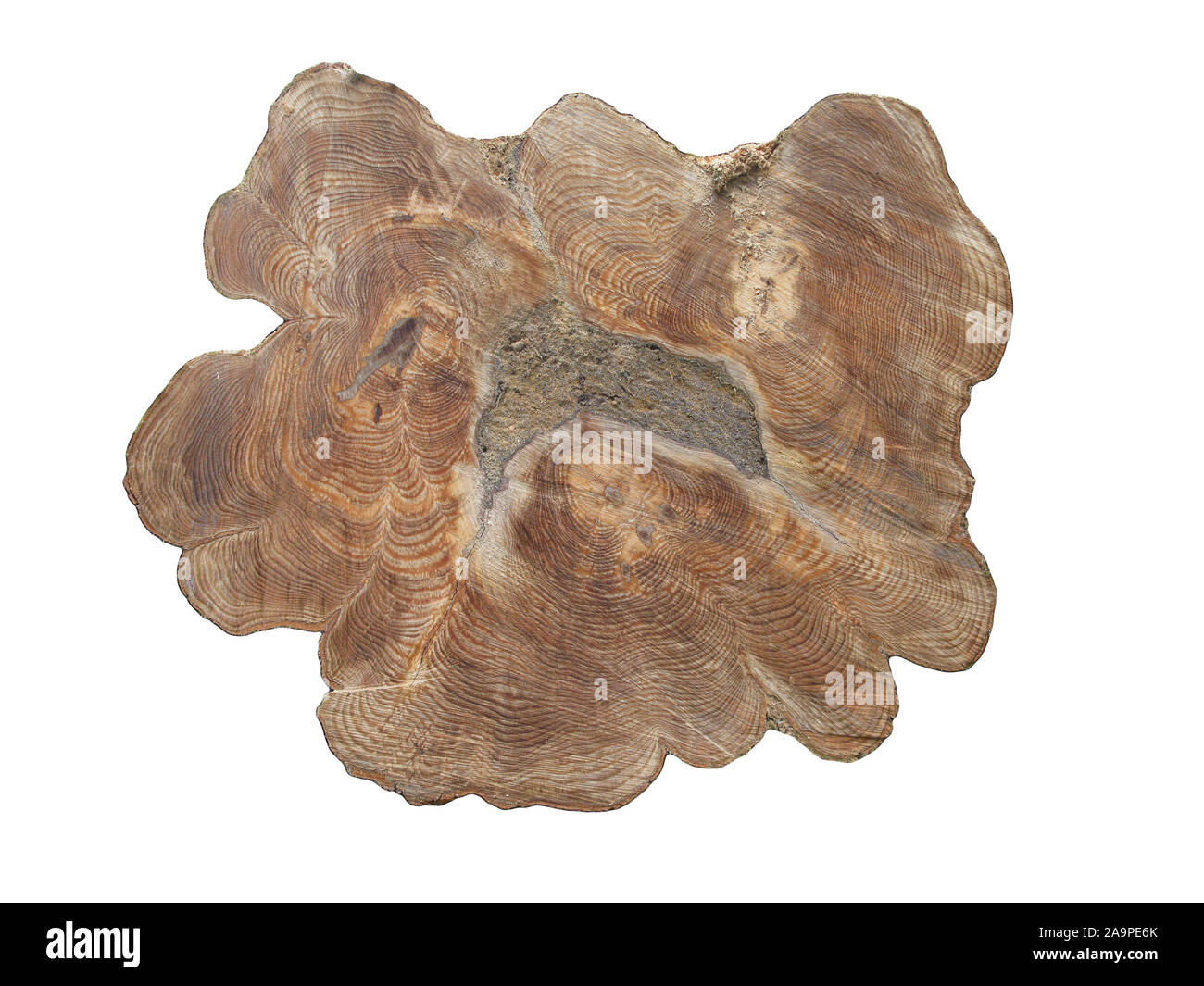 Layers of tree trunk Cut Out Stock Images & Pictures - Alamy