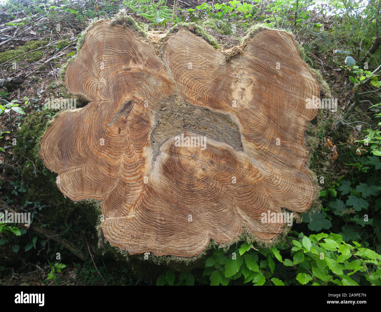 Moisture rings hi-res stock photography and images - Alamy